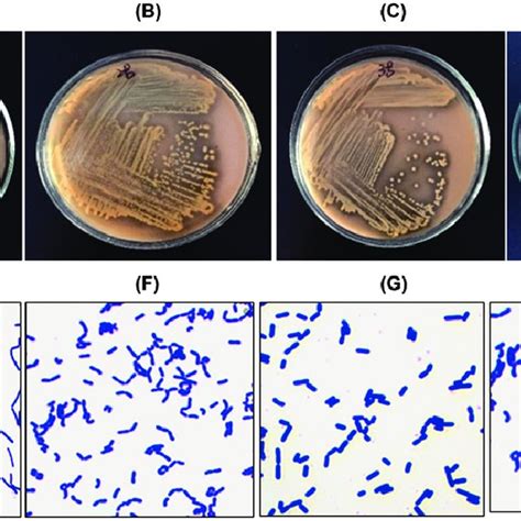 Four Lactobacillus Isolates Colony Morphology Lactobacillus Sakei