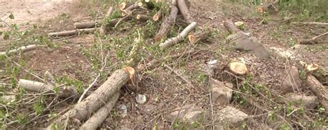 7 млн збитків за незаконну рубку дерев на Закарпатті судитимуть майстра лісу та головного лісничого