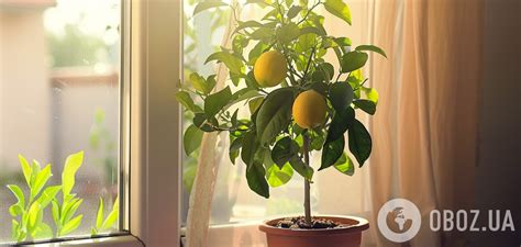 Лимон як виростити вдома з кісточки інструкція Oboz Ua