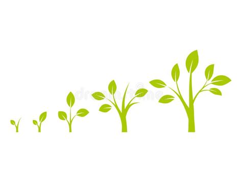Infographic Of Planting Tree Stock Vector Illustration Of Growing Nature