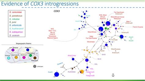 Reticulate Evolution In The Saccharomyces Genus Ppt