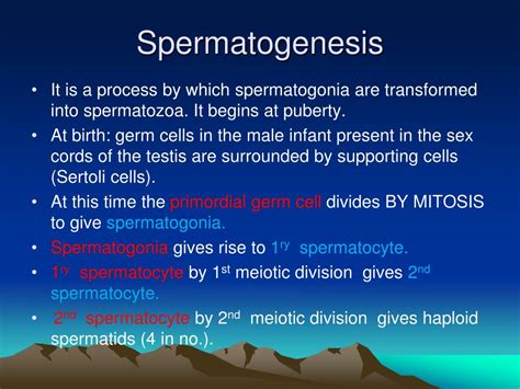 Ppt Spermatogenesis Powerpoint Presentation Free Download Id 1718396