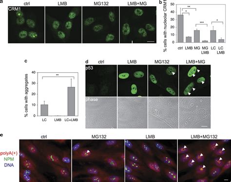 Inhibition Of Nuclear Export Enhances Accumulation Of P53 And Polya