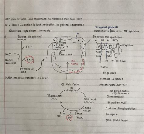 My Cellular Respiration Notes Rpenmanshipporn