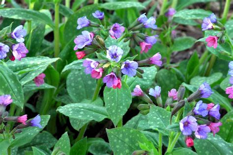 Pulmonaria Officinalis Propagation