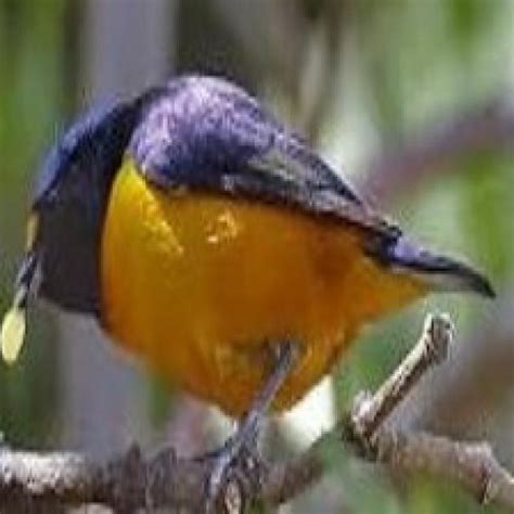 Bird Detection Classification Model V1031 2024 04 10 12 26am By