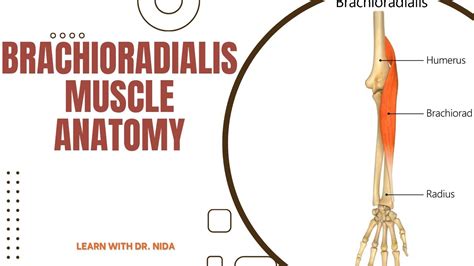 Brachioradialis Muscle Anatomy Muscle Anatomy Lecture Youtube