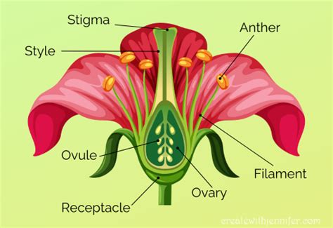 Self Pollinating Vegetables List Handy Guide Included Create With