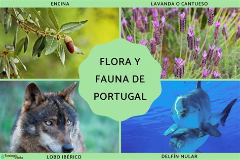 Flora Y Fauna De Portugal Características Y Fotos