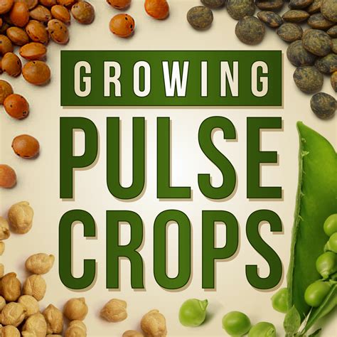 Show Artwork For Growing Pulse Crops