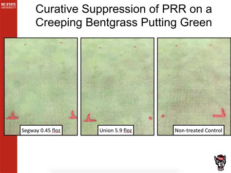 Are You Pythed Off At Pythium Root Rot NC State Extension