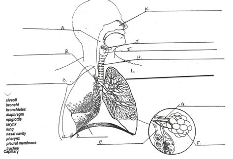 Biology End Of Year Test Diagram Quizlet