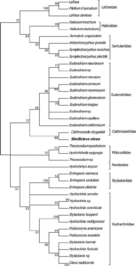 Condensed Results Of The Maximum Likelihood ML Analysis General Time Download Scientific