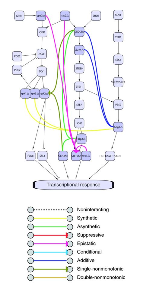 Multi Mode Genetic Interaction Motifs And The Underlying Molecular Download Scientific Diagram
