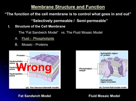 Structure Of The Cell Membrane