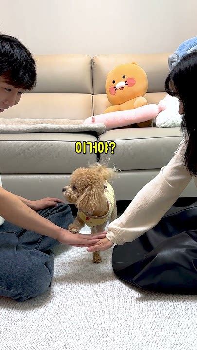 모이자고 했더니 강아지의 귀여운 반응🐶 Youtube