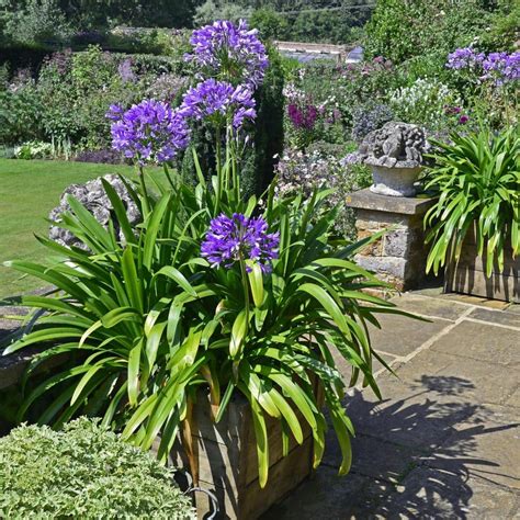 Reviews For National Plant Network 1 Gal Agapanthus Plant With Purple