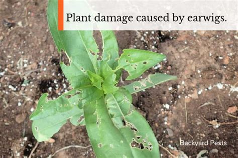 Are Earwigs Bad For A Garden Backyard Pests