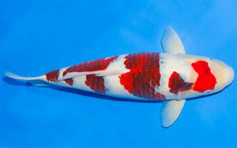 Cá Koi Phân Loại Giá Bao Nhiêu Cách Nuôi đúng Cách 2024