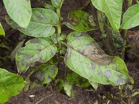 Phytophthora Alchetron The Free Social Encyclopedia