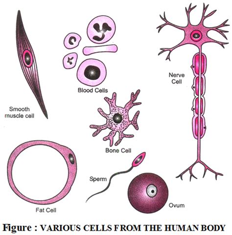 Structural Variations In Cells A Plus Topper