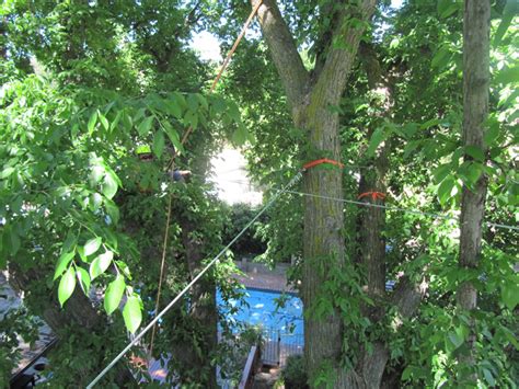 Tree Cabling And Bracing In Mobile AL MOB Tree Service