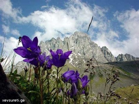 ფლორა და ფაუნა