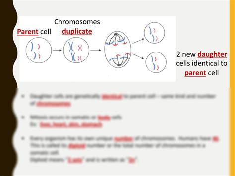 Solution Meiosis In Sex Cells Powerpoint Explaining Every Thing