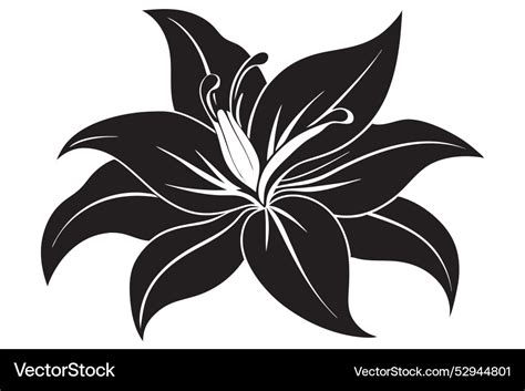 Beautiful Lily Flower Floral Royalty Free Vector Image
