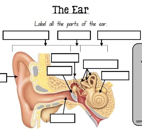 Ear Test Diagram Quizlet