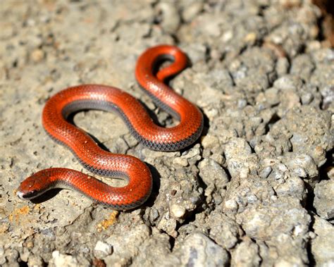Red Racer Sunbathing