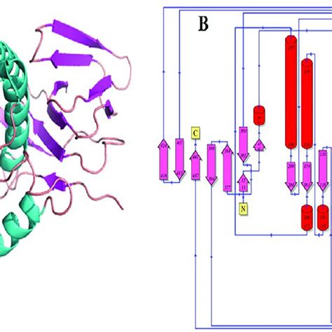 Structural Propertiess Of Known Gh26 β Mannanase 3d Structures