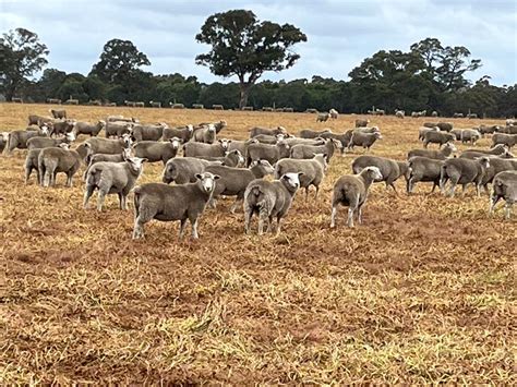 The Herd Online 1500 Mixed Sex Lambs For Sale 41kg Average 125
