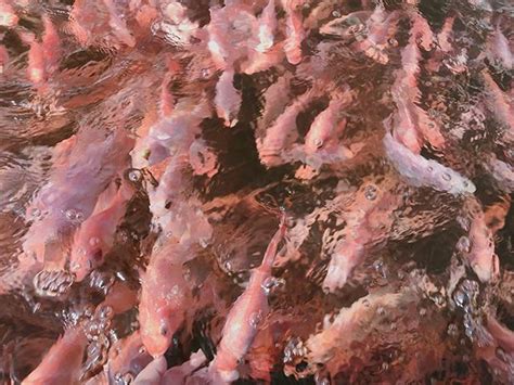 循环水养殖的未来：技术创新和市场前景 知乎