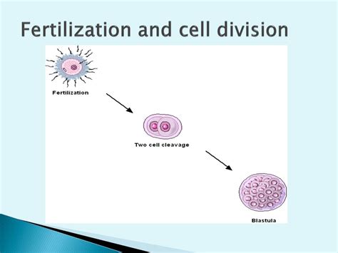 Ppt Fetal Development Powerpoint Presentation Free Download Id1752739
