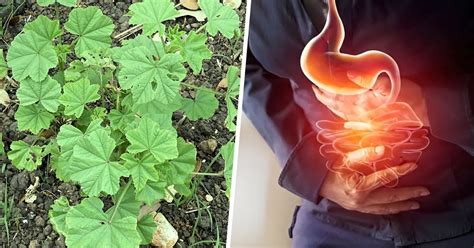 5 Ways Common Malva Can Naturally Improve Your Digestion