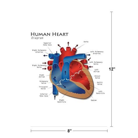 Anatomically Correct Human Heart Diagram