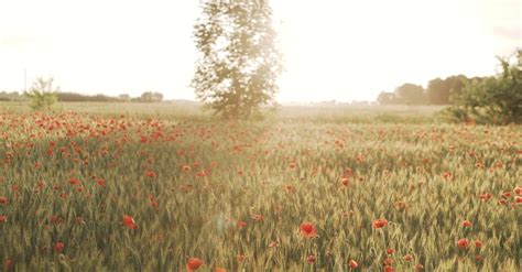 경치 경치가 좋은 고요한 골든 아워 광야 꽃 꽃밭 꽃이 만개한 꽃이 피는 농촌의 대자연 동식물 들판 목가적인 밝은 부드러운 빛 붉은 꽃 빨간