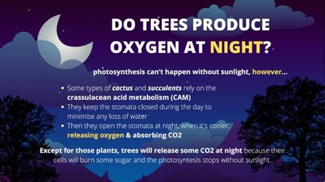 Which Trees Produce The Most Oxygen How Why