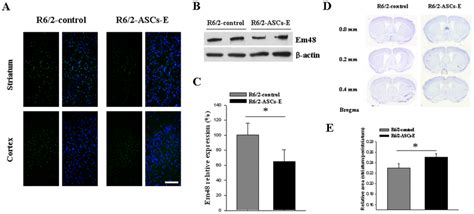 Striatal Atrophy And Mhtt Aggregation A Striatal Mhtt Aggregation