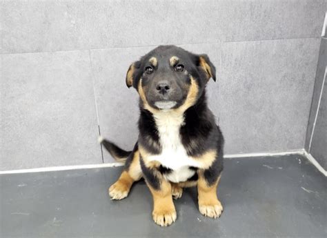 시바이누믹스킹 강아지책임분양 강아지분양 고양이분양 컴투펫 시츄 셔틀랜드쉽독 말티푸 미니핀 치와와 요크셔테리어 포메라니안 말티즈 분양