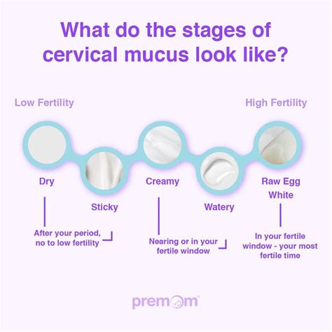Cervical Mucus Stages And Its