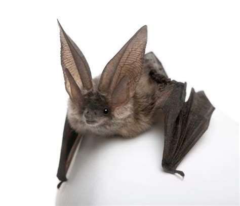 Premium Photo Grey Long Eared Bat Plecotus Astriacus Isolated
