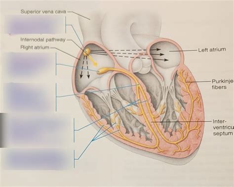 Lab 232 The Intrinsic Conduction System Of The Heart Diagram Quizlet