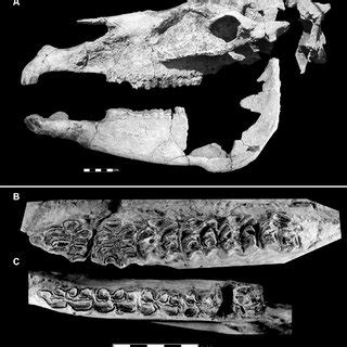11 Eurygnathohippus Hooijeri Type Cranium Sam Pq L22187 A Oblique