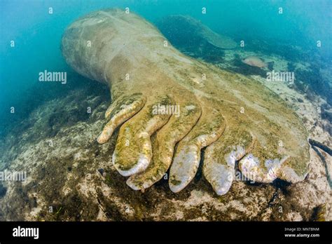 Florida Manatee Trichechus Manatus Latirostris With Boat Propeller