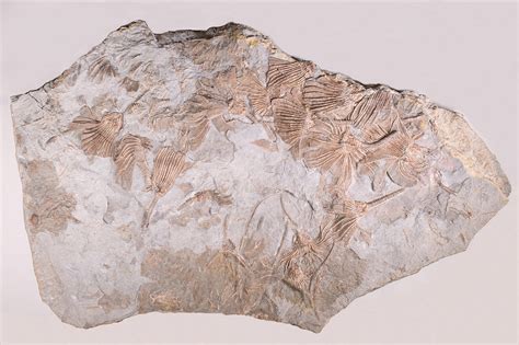 Cactocrinus Imperator