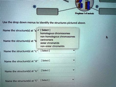 Solved Use The Drop Down Menus To Identify The Structures Pictured