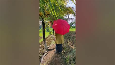 Suasana Pesawahan Dikampung Halaman Youtube