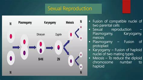 Sexual Reproduction In Fungi Pptx